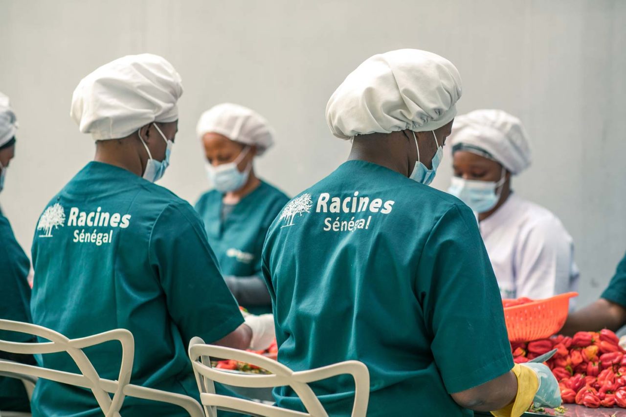 Sénégal - Racines Bio